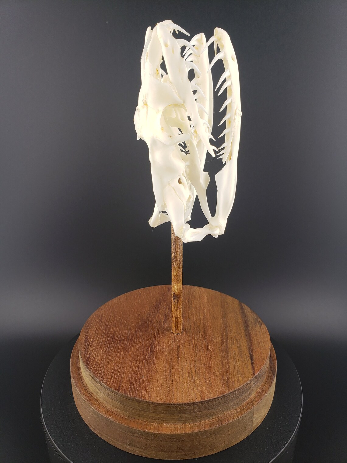 Real African Rock Python Skull in Glass Cloche Dome With Base Beautiful ...