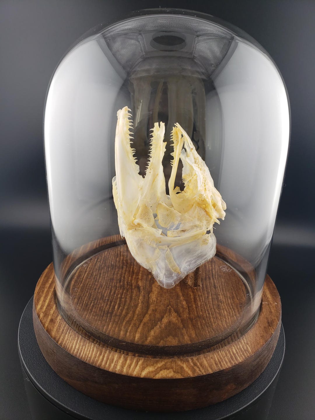 Real Rainbow Trout Skull in Glass Cloche Dome With Base Beautiful FREE ...