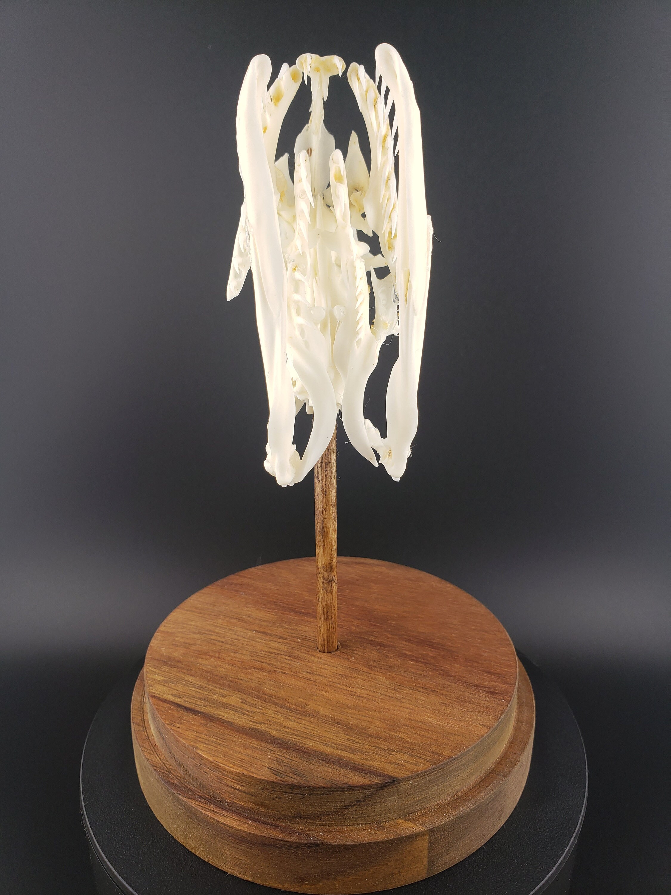 Real African Rock Python Skull in Glass Cloche Dome With Base Beautiful ...