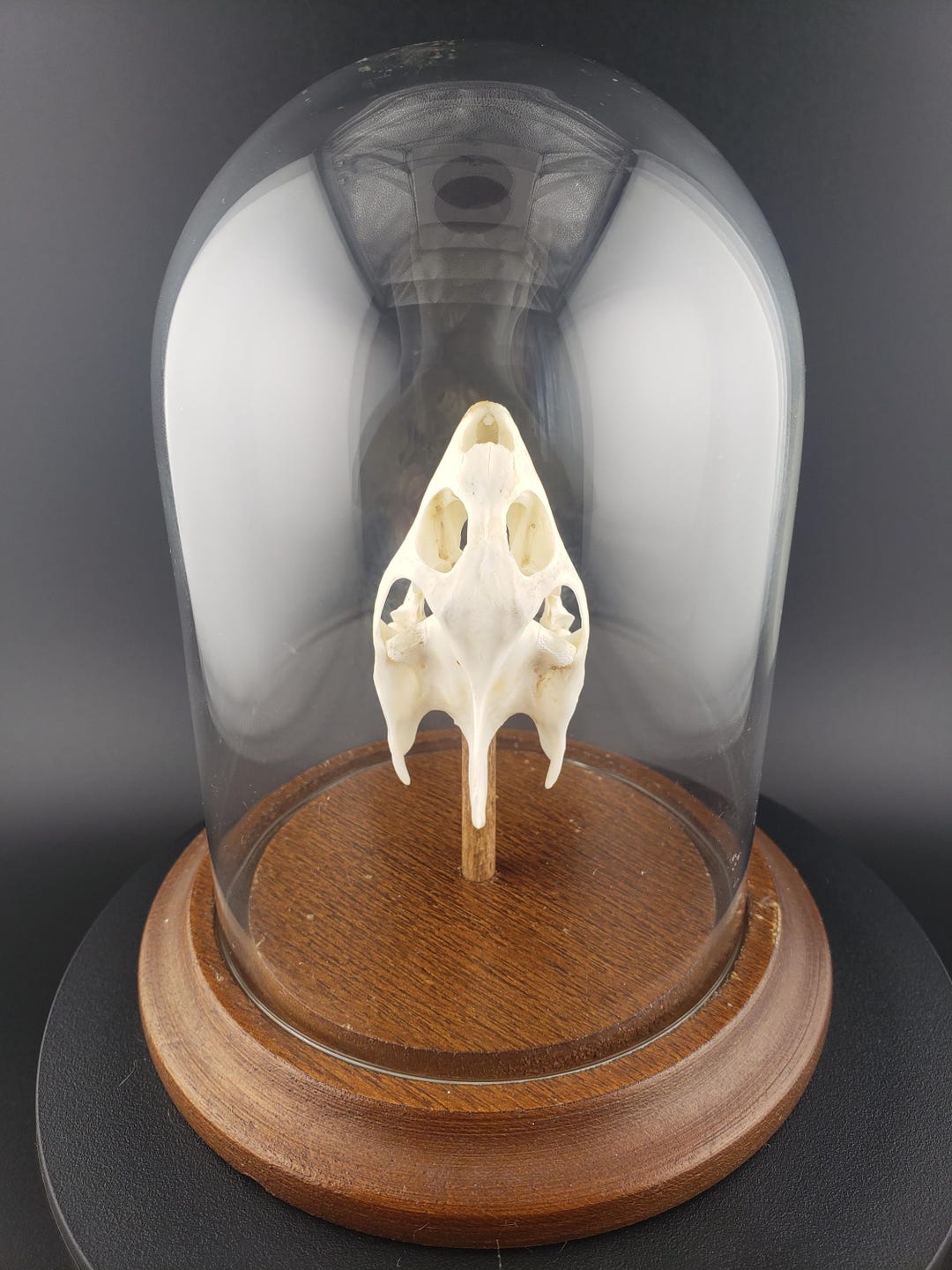 Real Turtle Skull in Glass Cloche Dome With Base Beautiful - Etsy