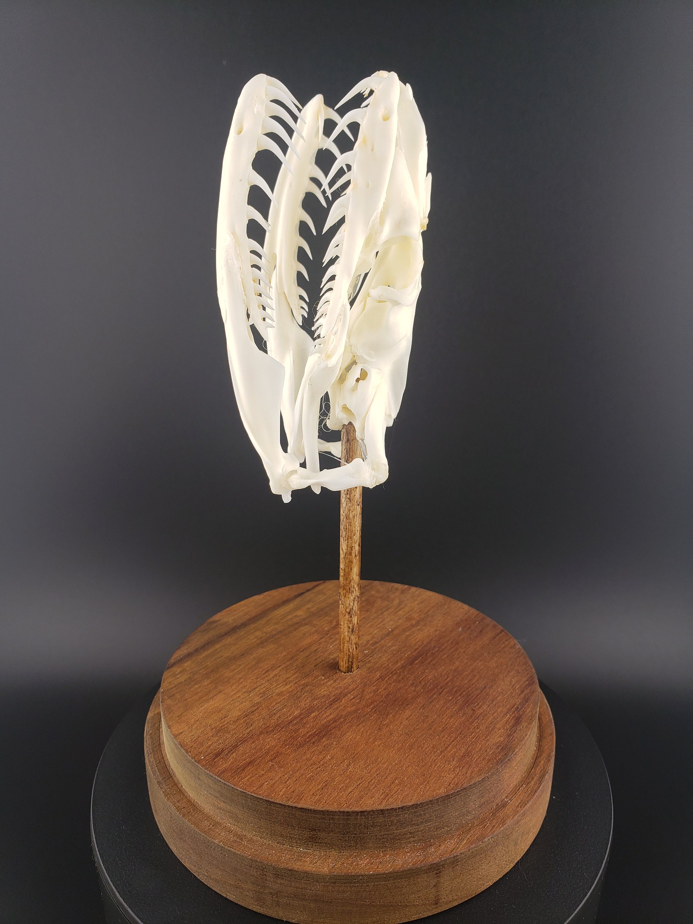 Real African Rock Python Skull in Glass Cloche Dome With Base Beautiful ...