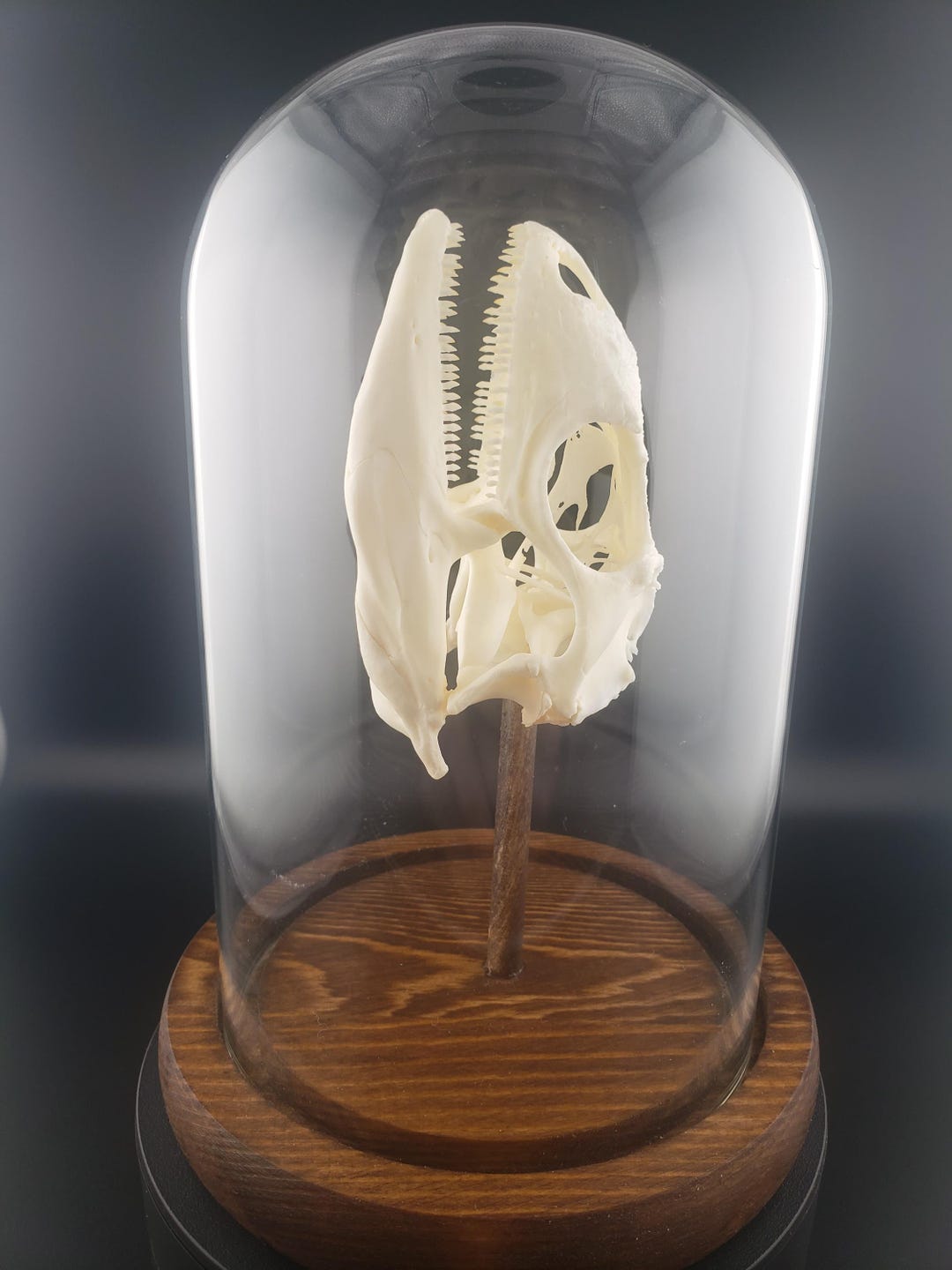 Real Iguana Skull in Glass Cloche Dome With Base Beautiful FREE ...