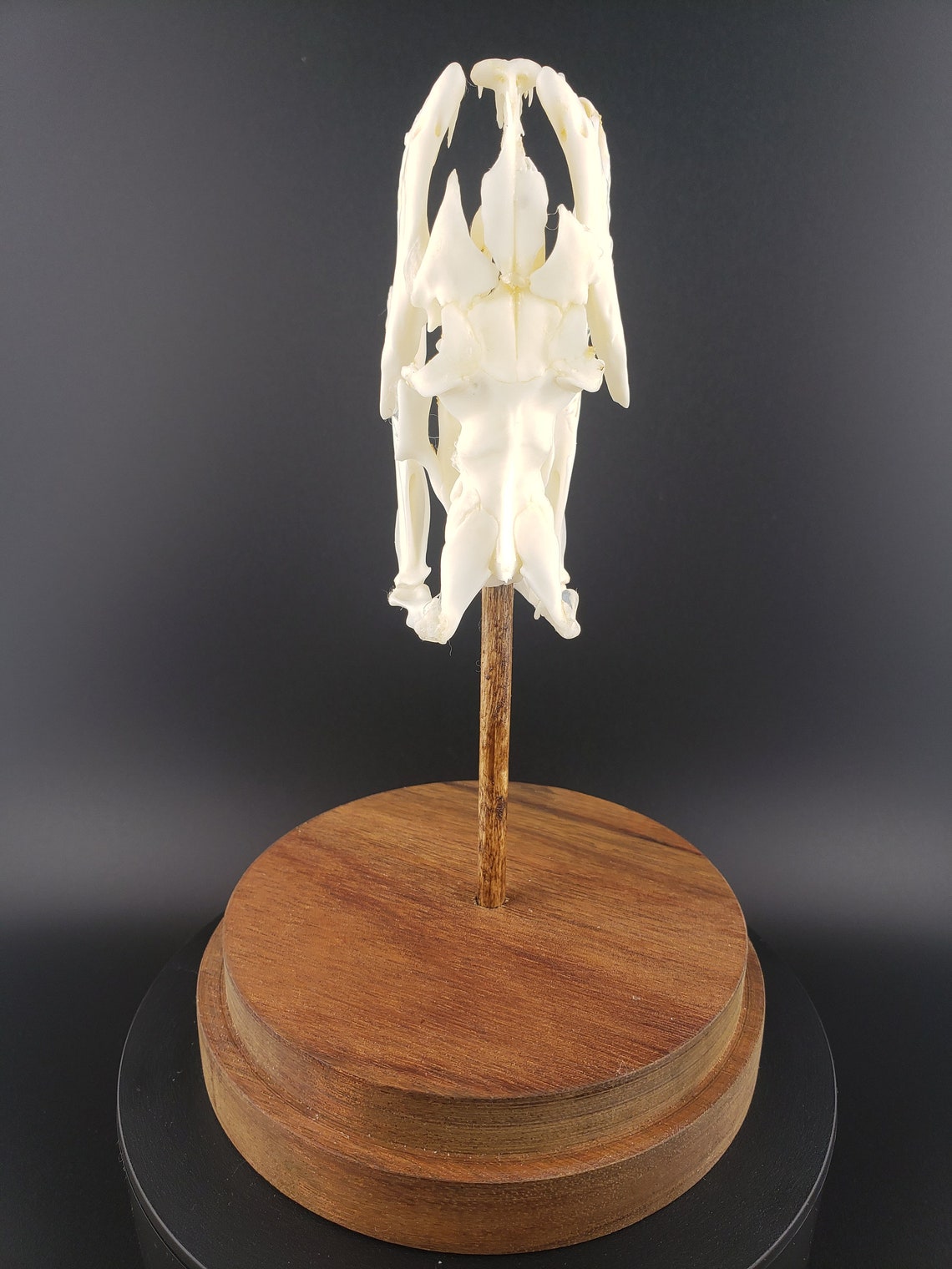 Real African Rock Python Skull in Glass Cloche Dome With Base Beautiful ...