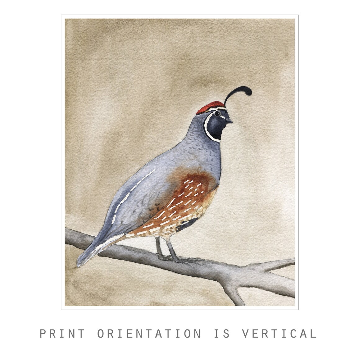 California Quail Print Nature Wall Art Watercolor Print - Etsy Singapore