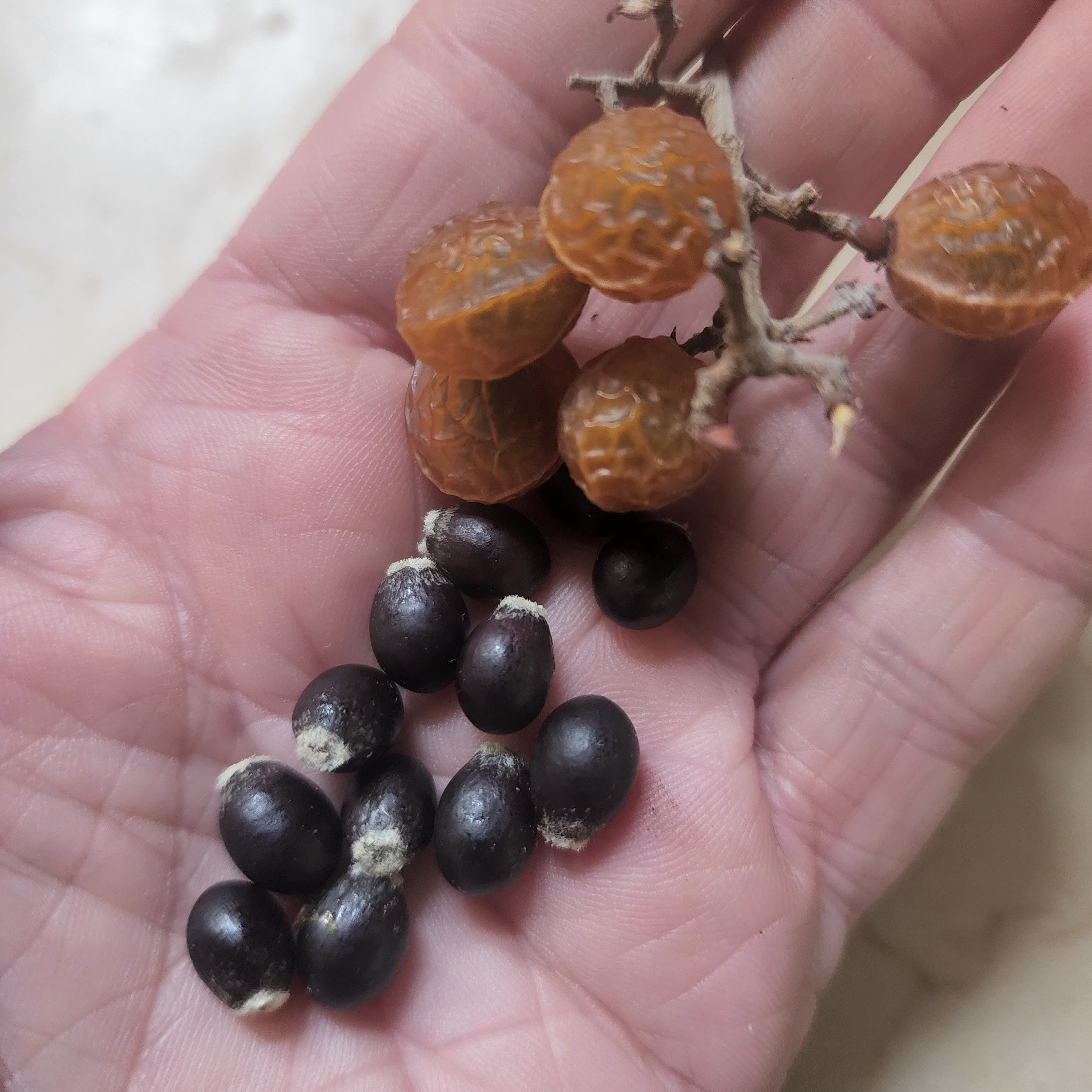 15 SEEDS | Sapindus Saponaria Var. Drummondii | Western Soapberry - Etsy