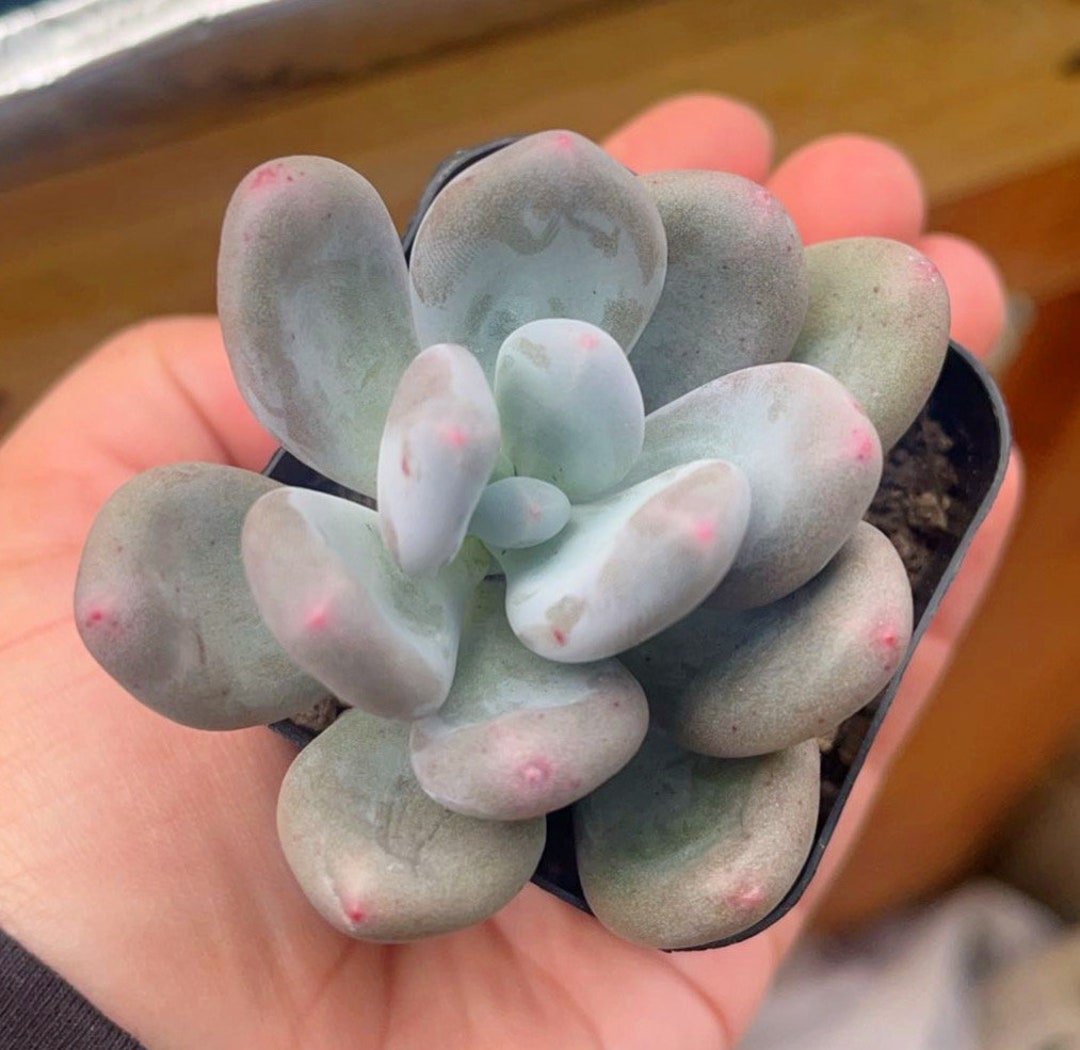 Pachyphytum Oviferum (blue/lavender Moonstone) | Rare Succulent | Live ...