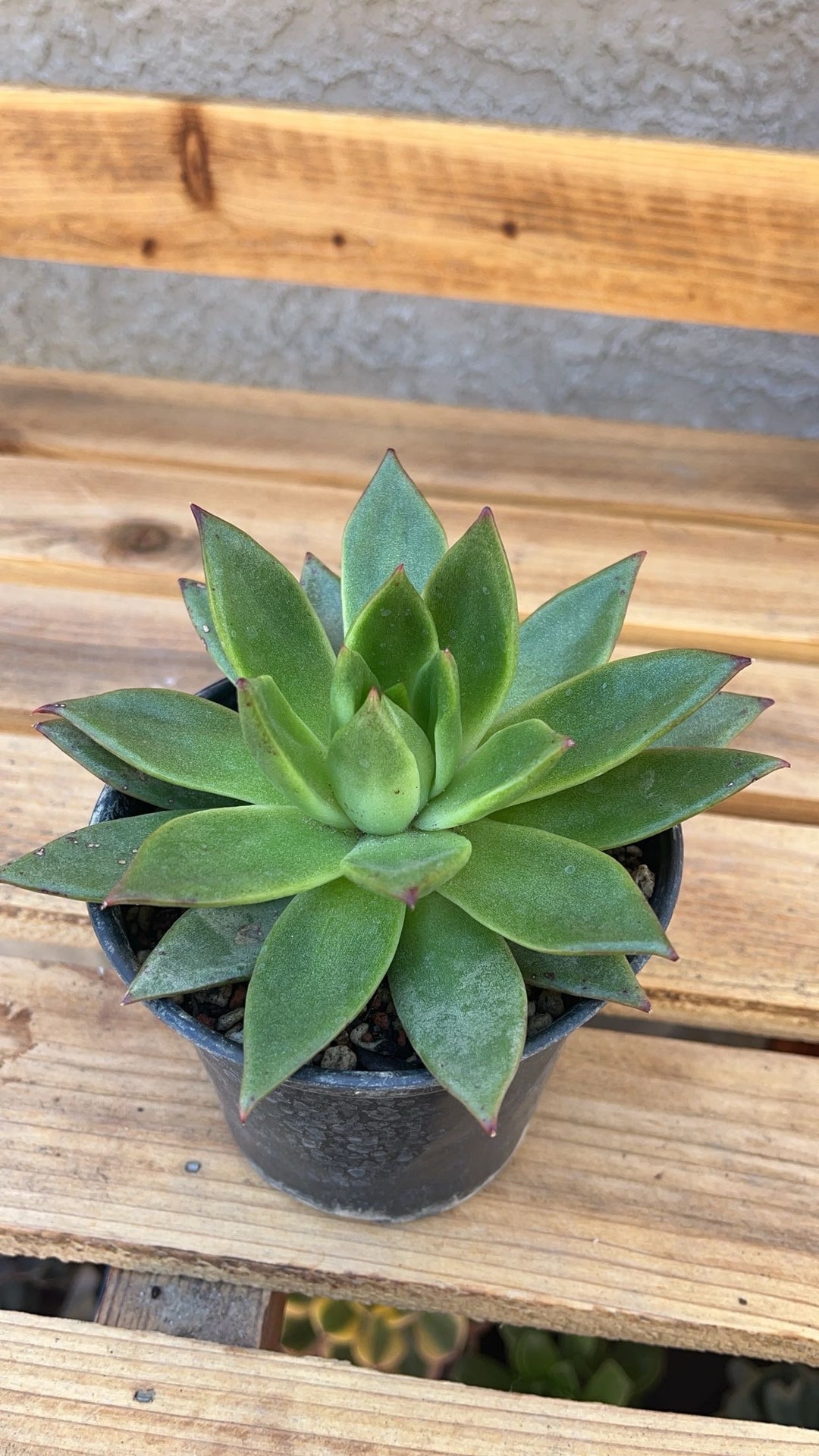 Echeveria Agavoides - Etsy