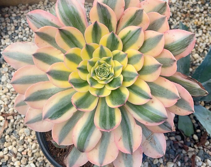 Aeonium Sunburst - Etsy