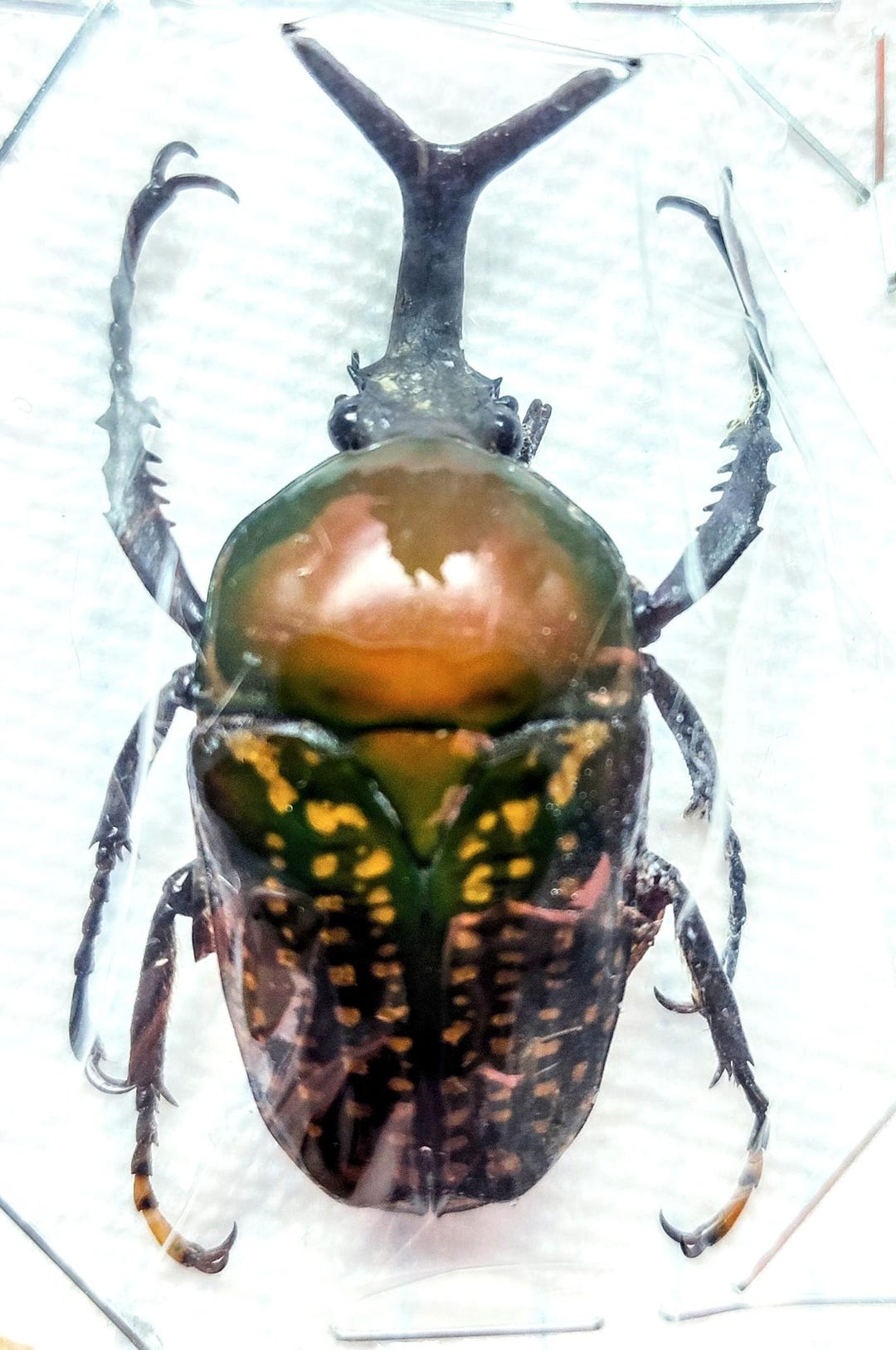 1 A-1 Megalorhina Harrisi Male 55.7mm Flower Beetle, Unmounted Real ...