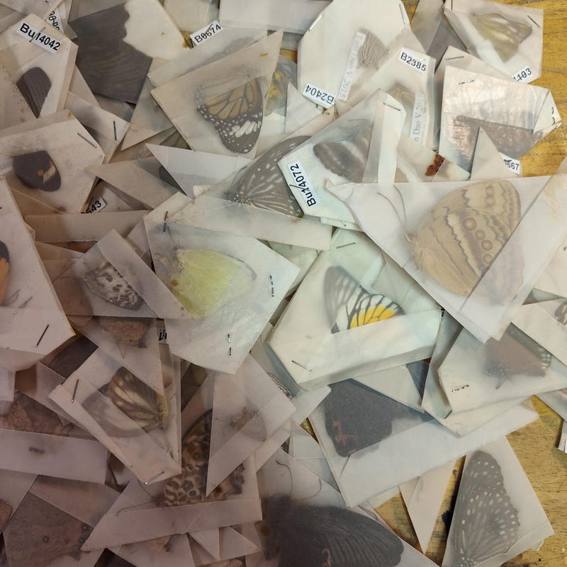 Dried Butterflies - Etsy