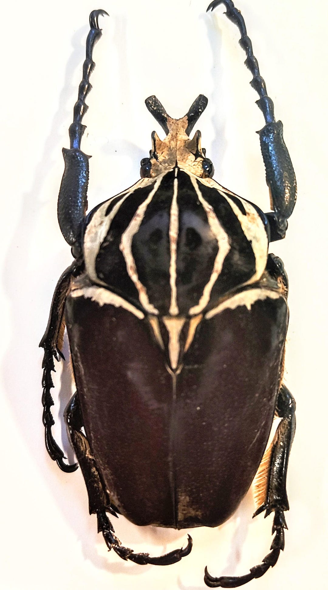 Goliathus Goliathus Male Flower Beetle, Real Large Beetle, Entomology ...