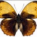 1 A-1 Pyrops Candelaria Green Yellow Real Lantern Fly Entomology - Etsy