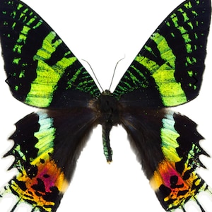 Sunset Moth Urania Ripheus Yellow/orange/red/blue/green/black Real Day ...