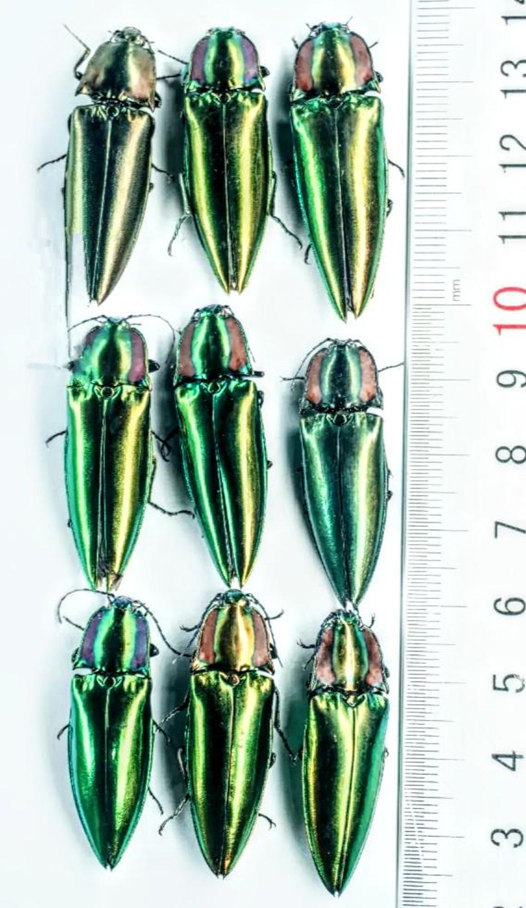 9 A-1 Campsosterus Auratus Metallic Green Click Beetles. Elaterdae ...
