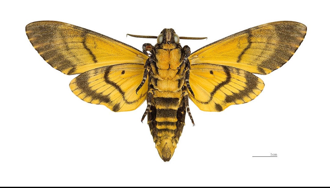 Sphingidae: Acherontia Atropos Death's Head Moth, Real Unmounted A Read ...