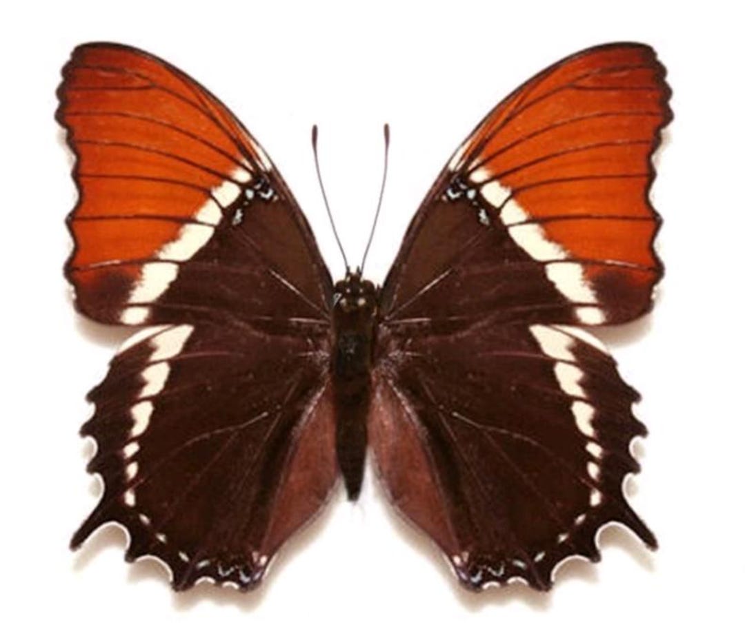 1 A-1 Siproeta Epaphus Peru Real Butterfly - Etsy