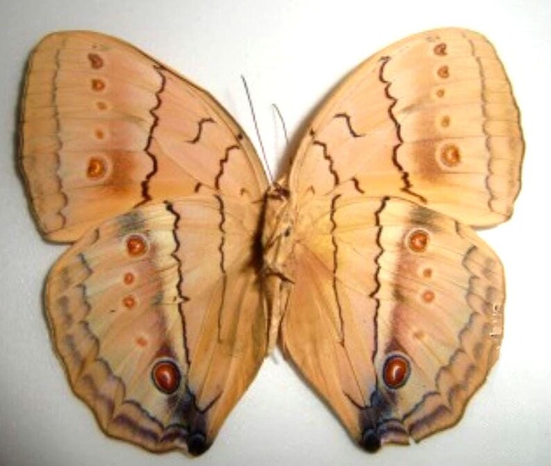 1 A-1 Stichophthalma howqua China Mariposa real - Etsy México