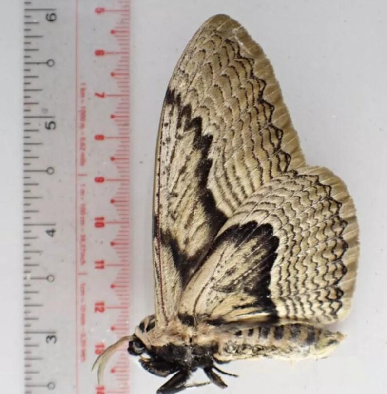 Saturnidae: A-1 Brahmaea Wallichii Owl Moth Unmounted Dried Wings ...