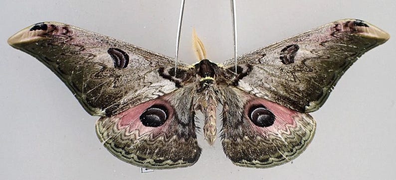 Saturnidae: A-1 Saturnia Lesoudieri North Vietnam Moth Unmounted Dried ...