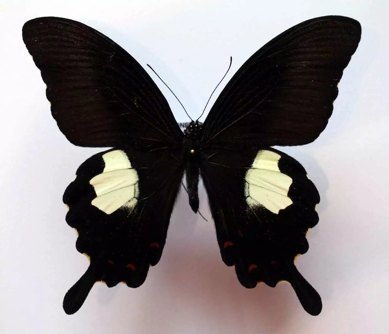 Papilio Helenus Real Butterfly, Unmounted - Etsy