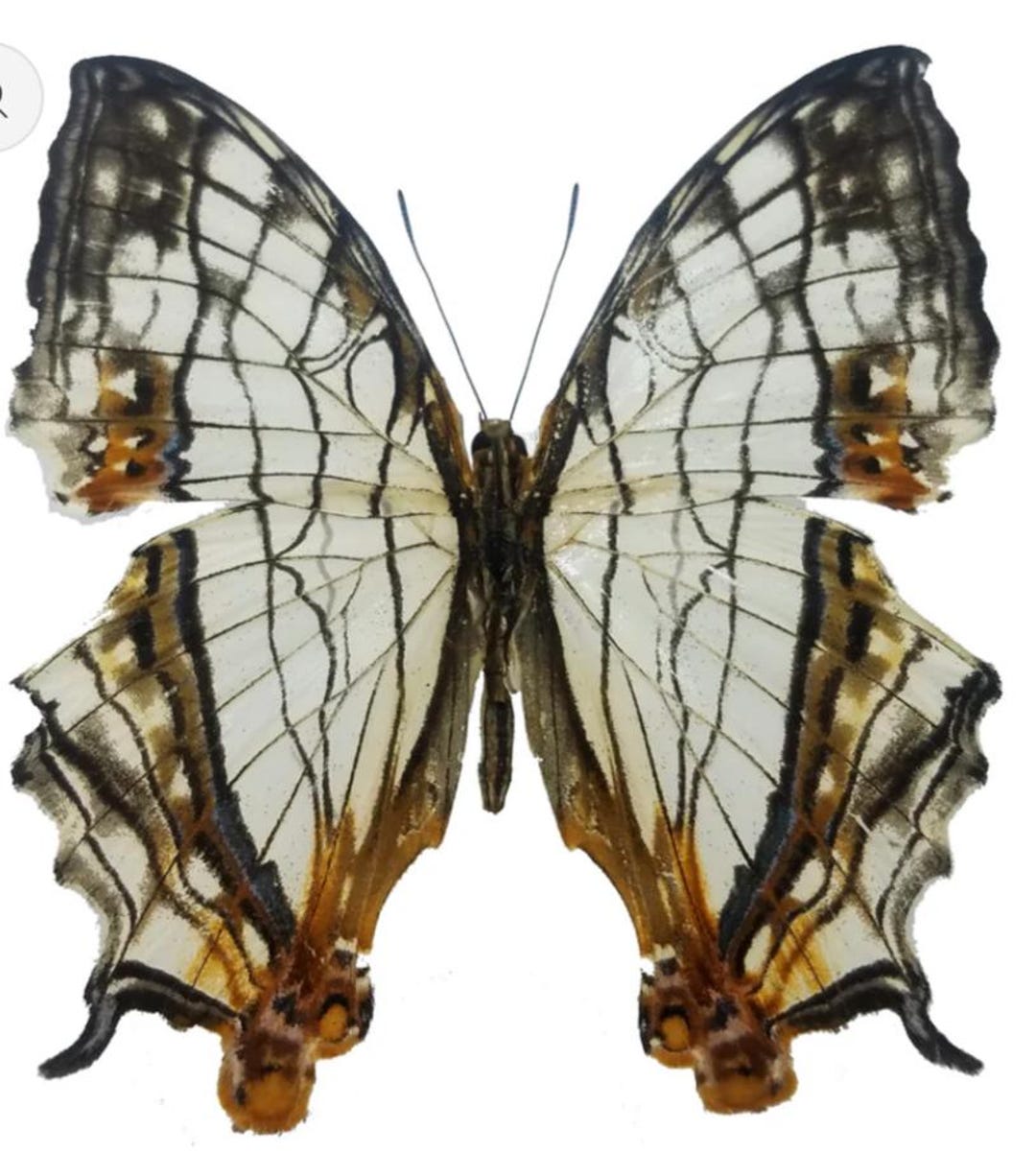 1 A-1 Cyrestis Thyosamus Real Butterfly - Etsy