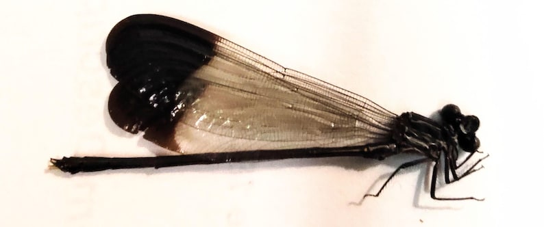 1 A-1 Polythore Terminata Real Damselfly - Etsy