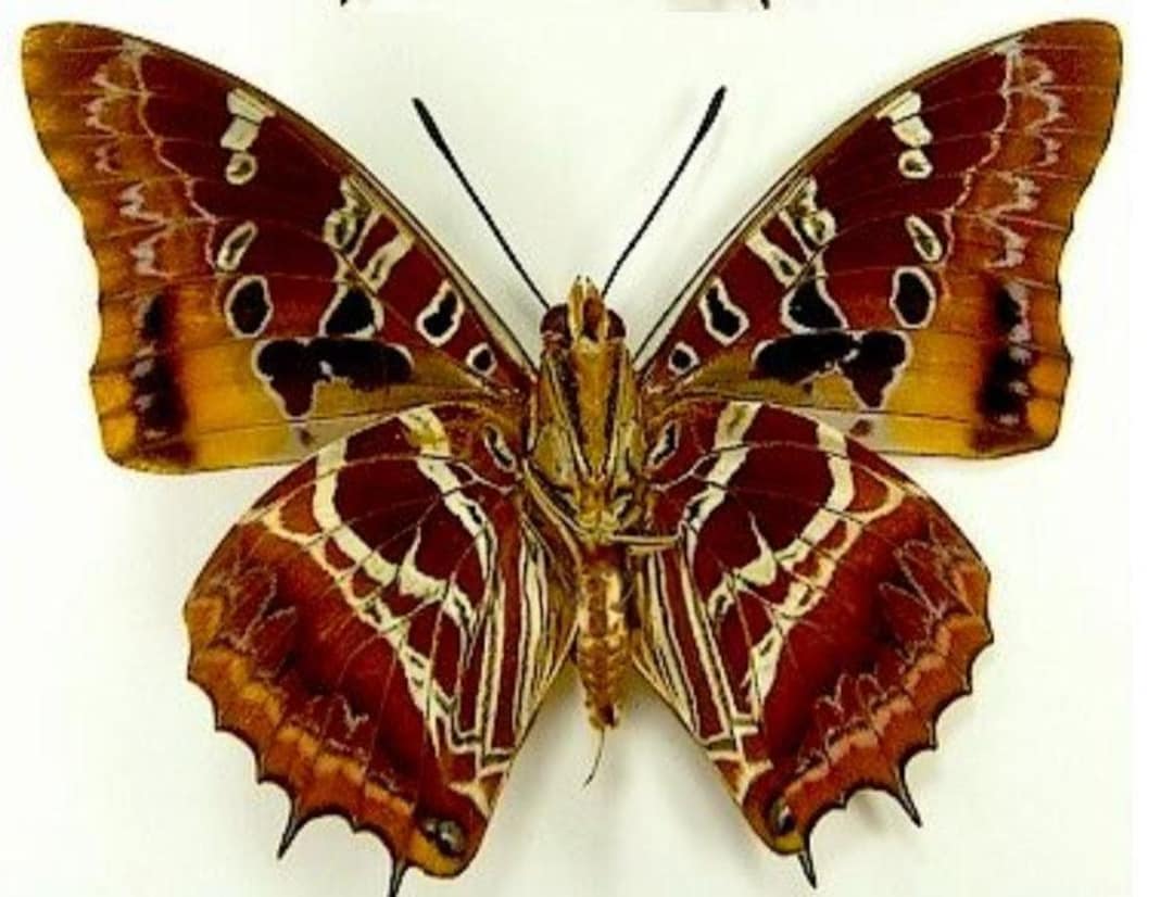 1 A-1 Charaxes Eudoxus Cameroon Real Butterfly - Etsy