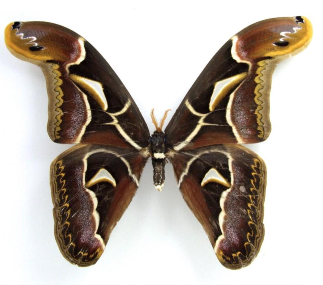 Saturnidae: A-1 Edward's Atlas Moth, Male Archaeoattacus Edwardsii - Etsy
