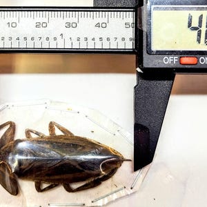 1 A-1 Lethocerus Americanus 48mm Texas Real Giant Water Bug Toe Biter ...