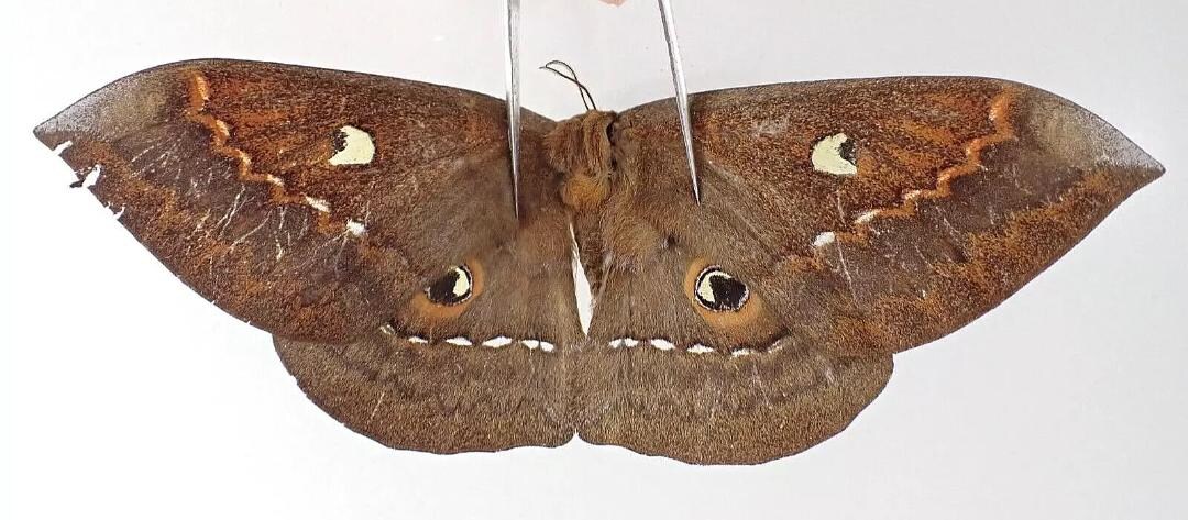 Saturnidae: A-1 Saturnia Salassa Saturn Moth Unmounted Dried Wings ...