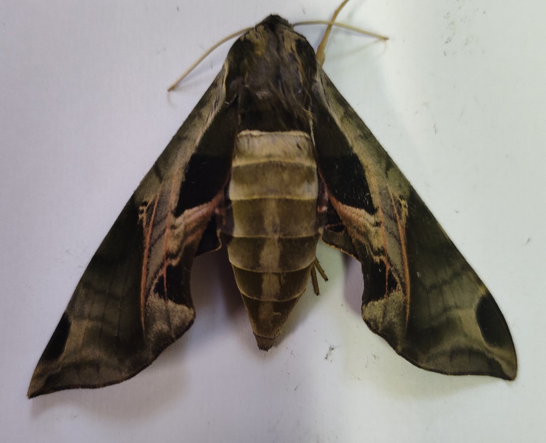 1 Sphingidae Eumorpha Pandorus A-1 Sphinx Hawk Moth - Etsy