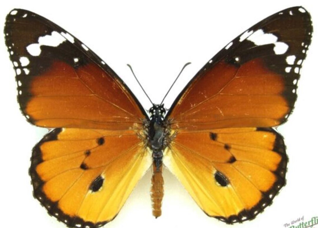 1 A-1 Danaus Chrysippus Real Butterfly A-1 - Etsy
