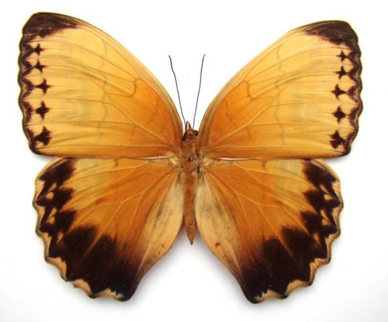 1 A-1 Stichophthalma howqua China Mariposa real - Etsy México