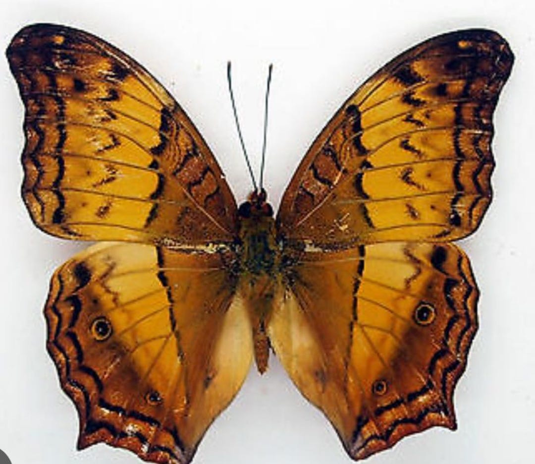 1 A-1 Vindula Erota Cameroon Real Butterfly - Etsy