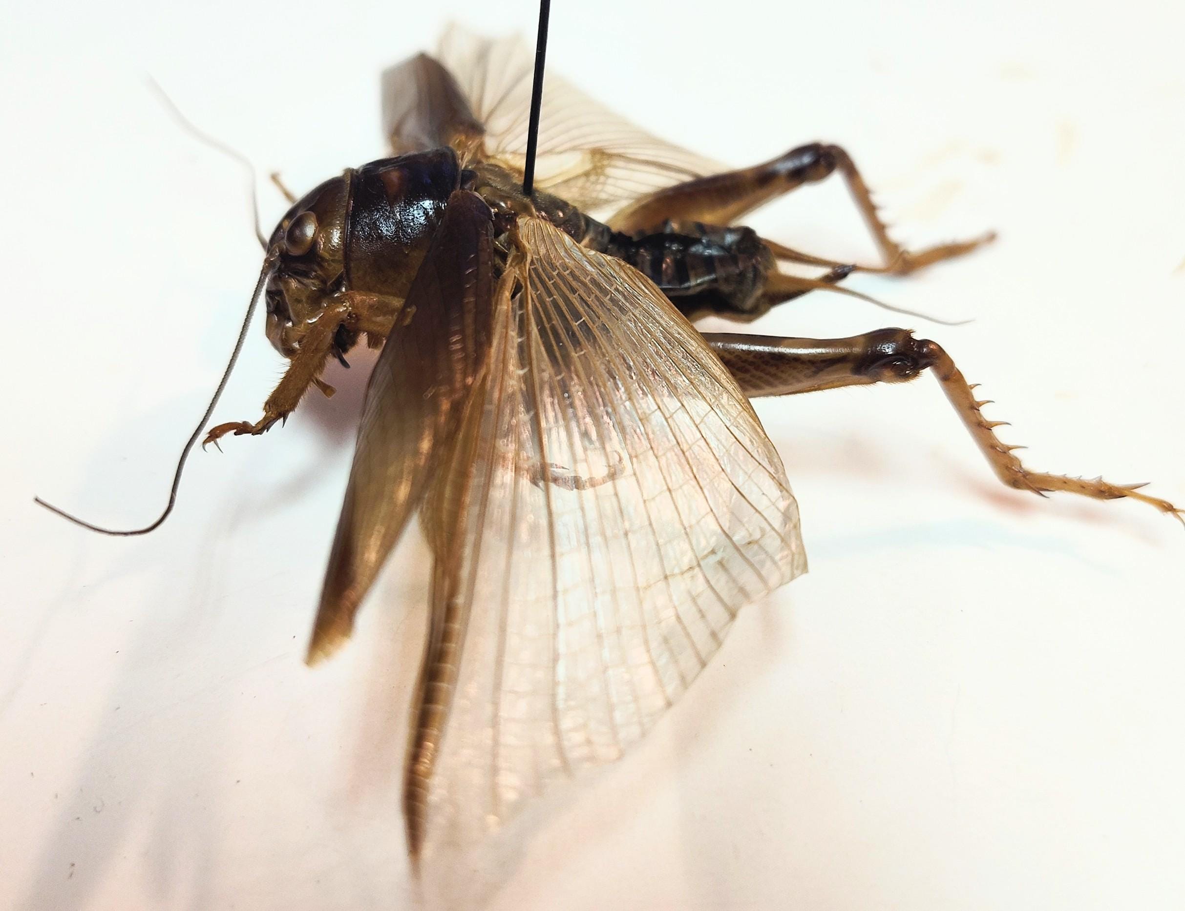 1 A-1 Brachytrupes Membraneous 50mm Real Giant Cricket - Etsy Canada