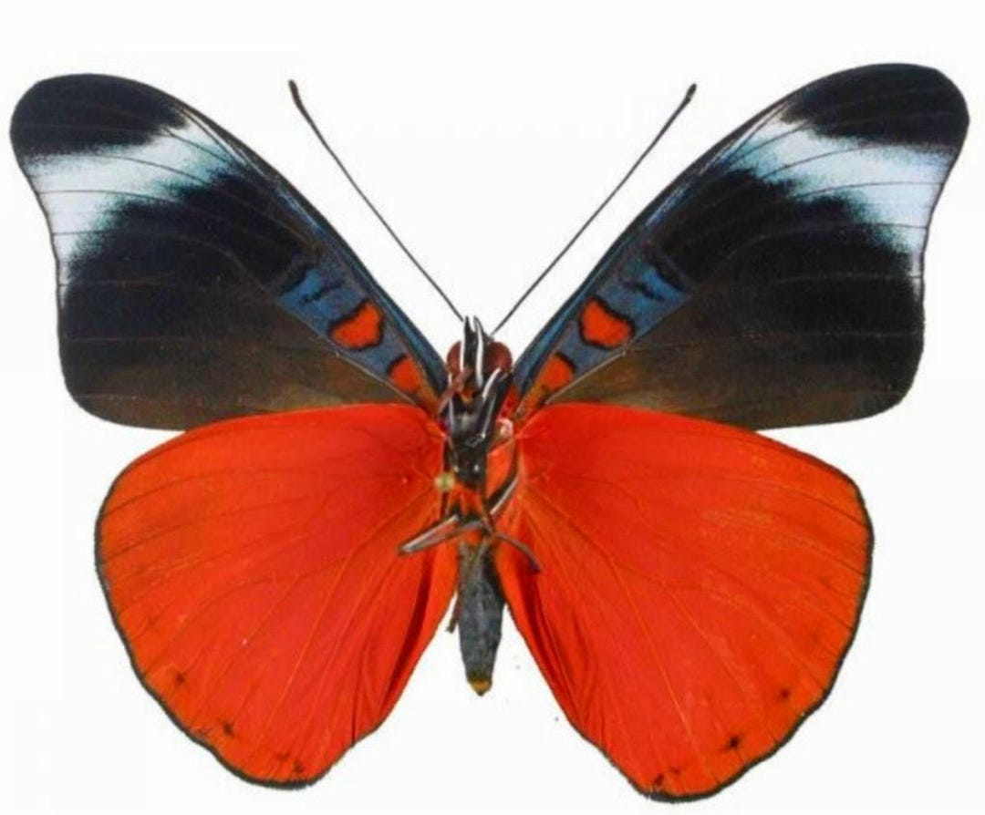 1 A-1 Panacea Prola Real Butterfly - Etsy