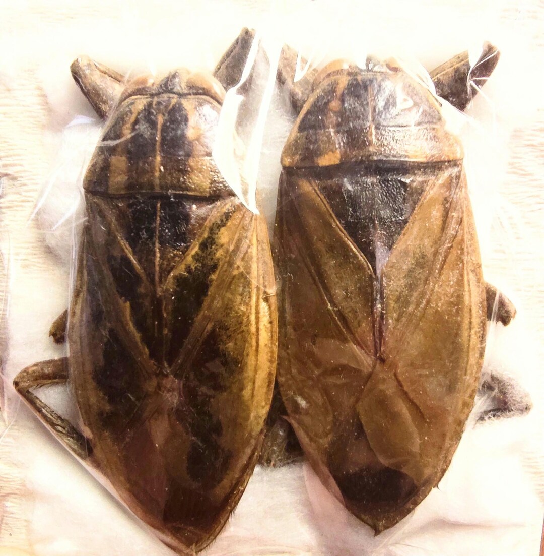 2 A-1, Lethocerus Cordofanus Cameroon Toe Biters Unmounted Real Water ...