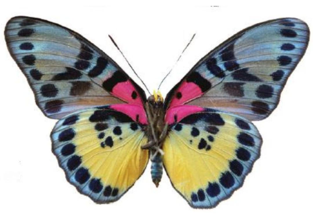 1 A-1 Euphaedra Sarcoptera Styx Ghana Real Butterfly - Etsy