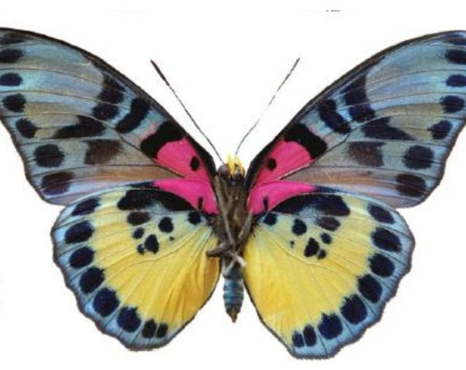 1 A-1 Euphaedra Sarcoptera Styx Ghana Real Butterfly - Etsy