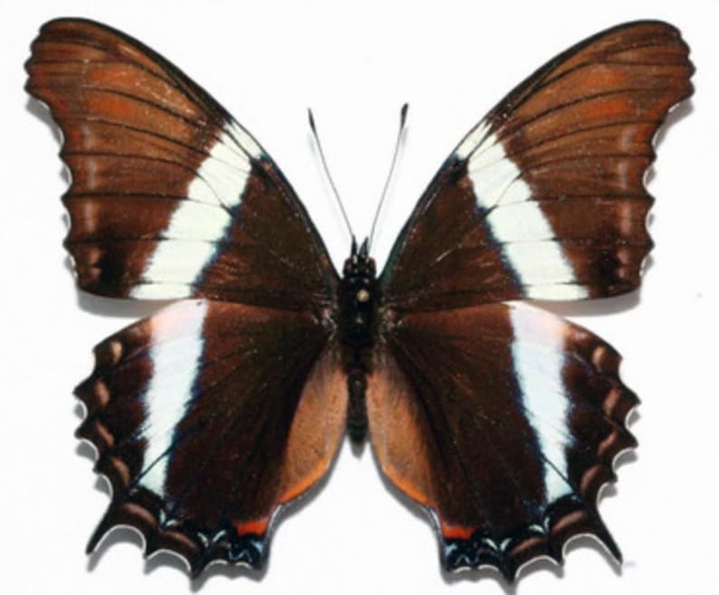 1 A-1 Siproeta Superba Peru Real Butterfly - Etsy