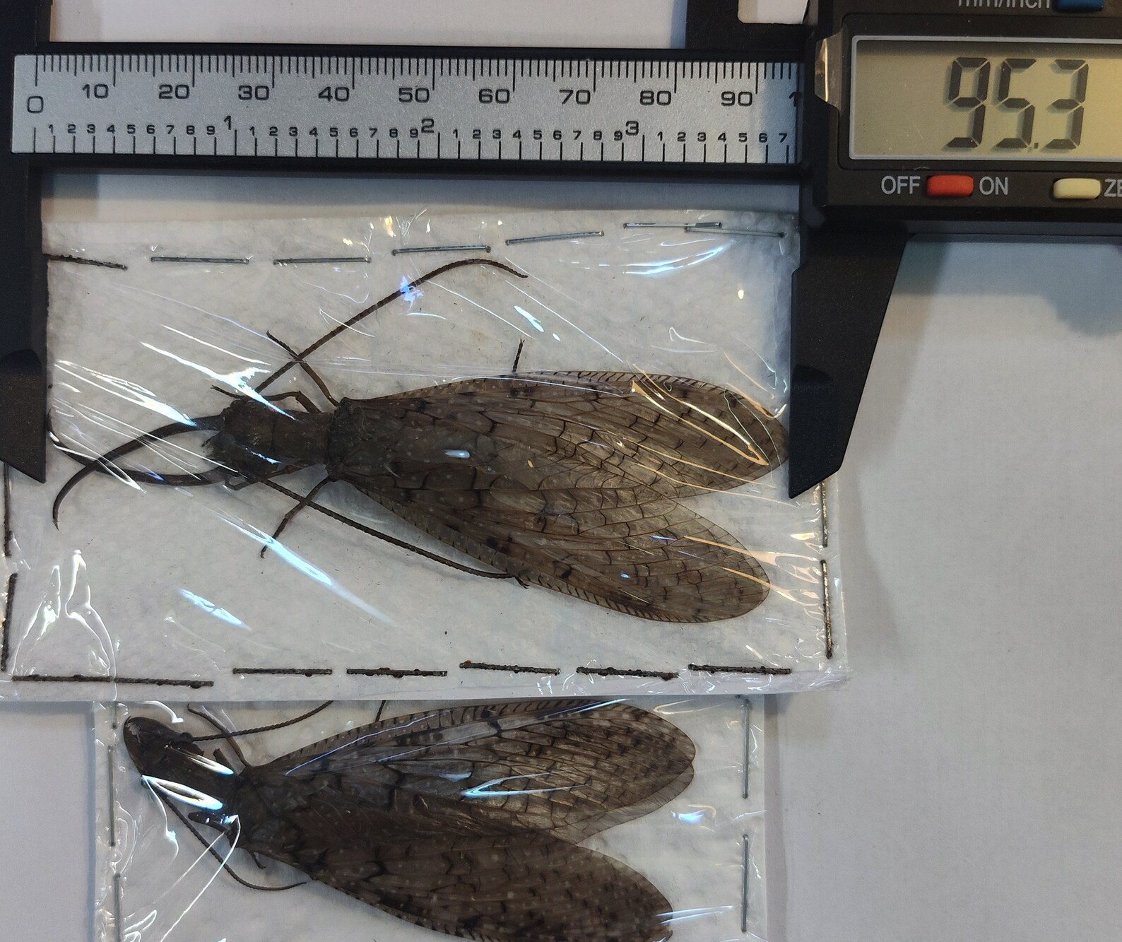 Dobsonfly : Corydalis Cornutus Male/female Pair A-1 72/ 95mm - Etsy