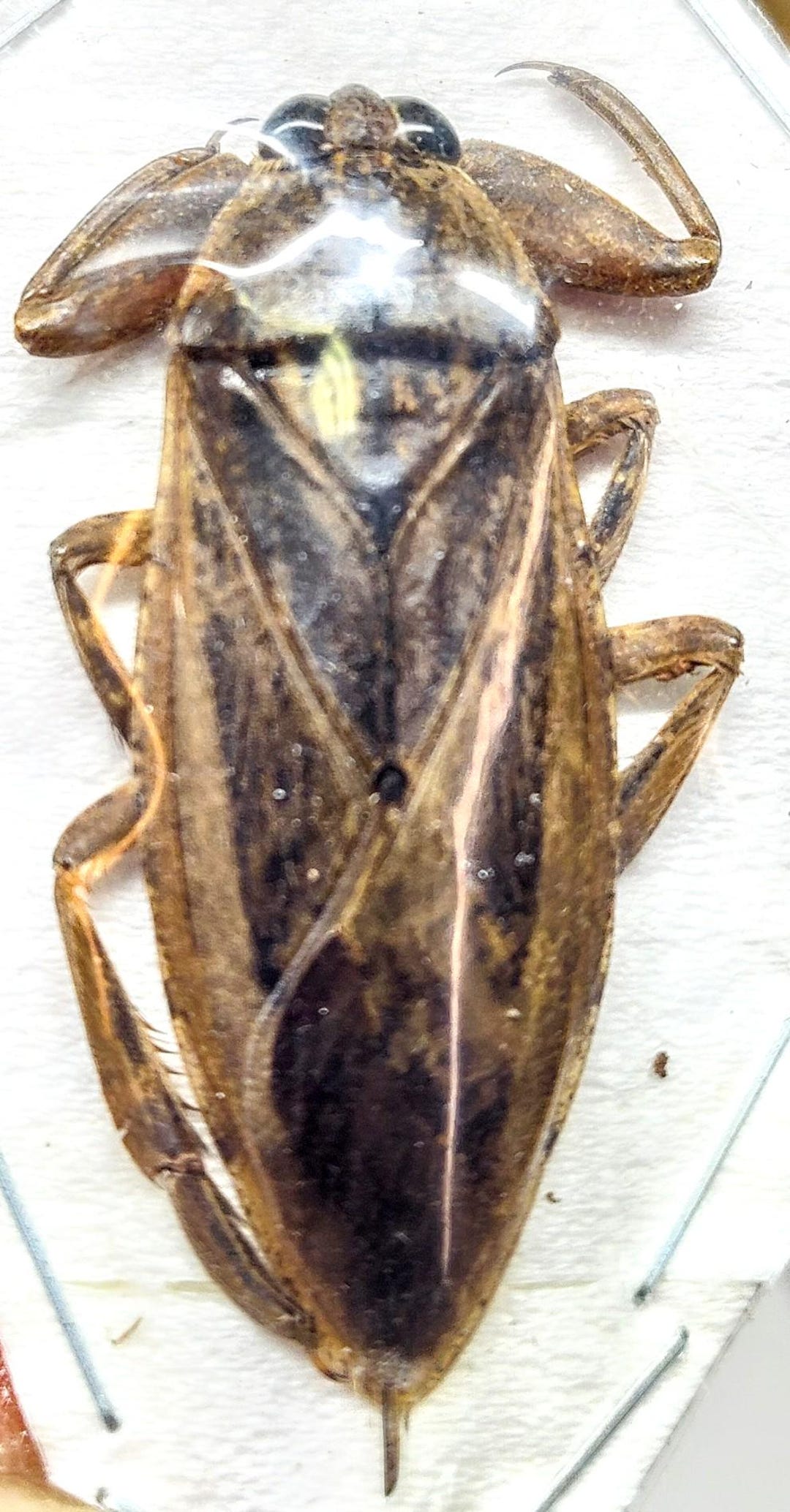 1 A-1 Lethocerus Americanus 48mm Texas Real Giant Water Bug Toe Biter ...