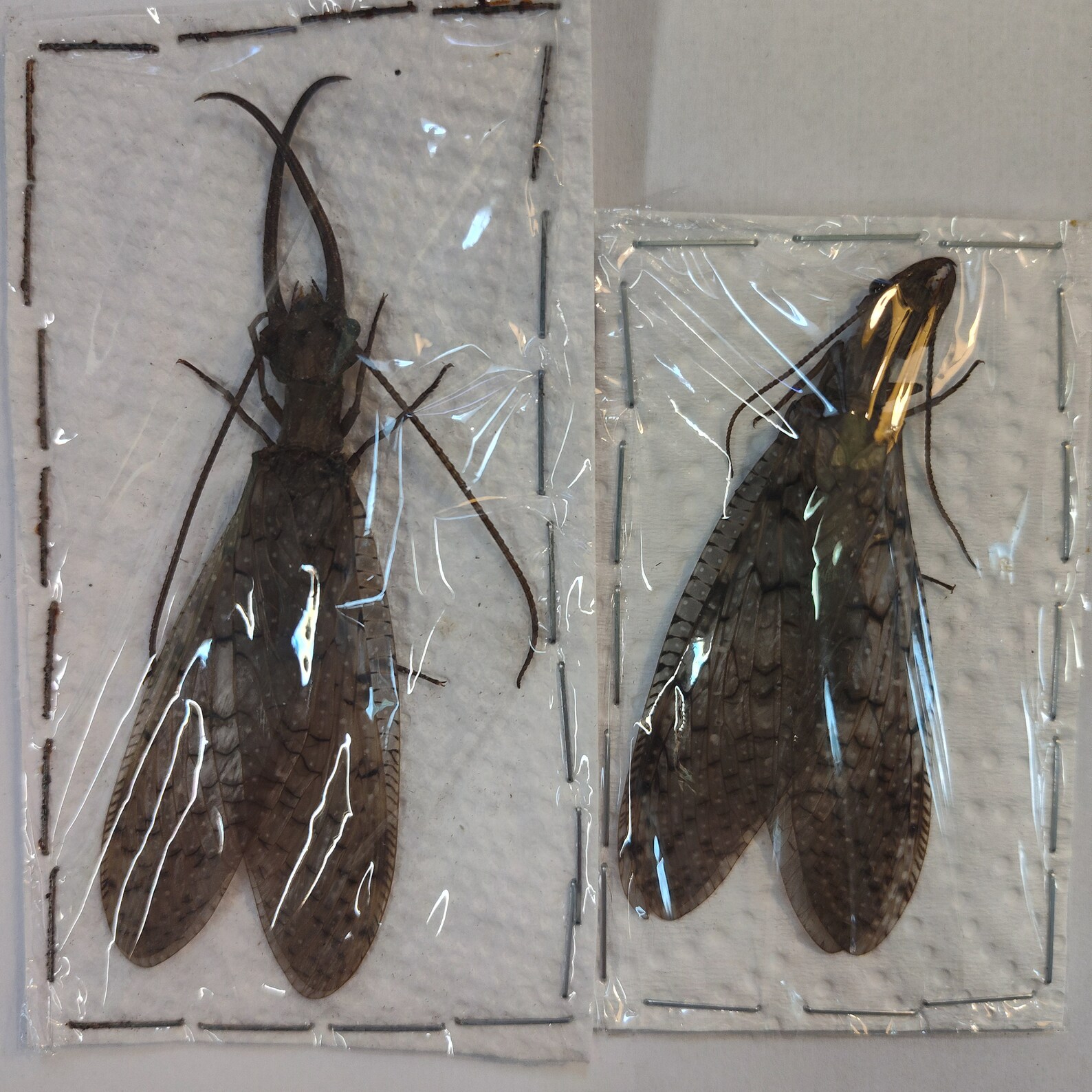 Dobsonfly : Corydalis Cornutus Male/female Pair A-1 72/ 95mm - Etsy