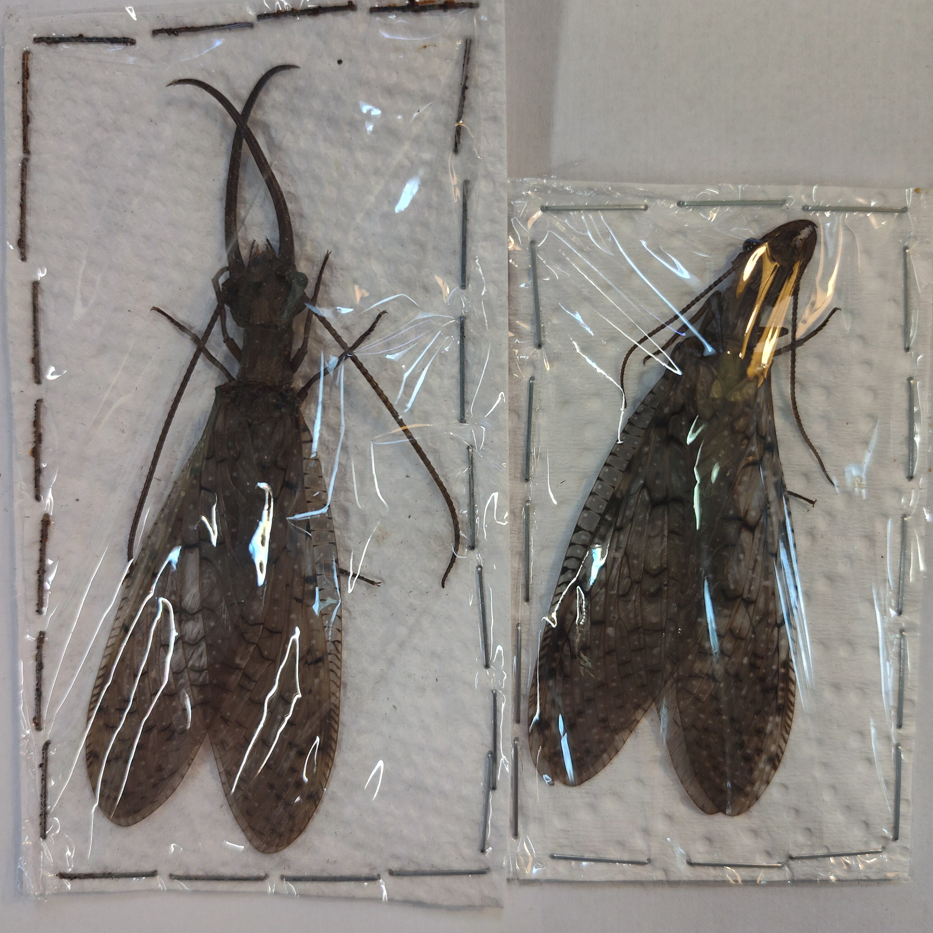 Dobsonfly : Corydalis Cornutus Male/female Pair A-1 72/ 95mm - Etsy