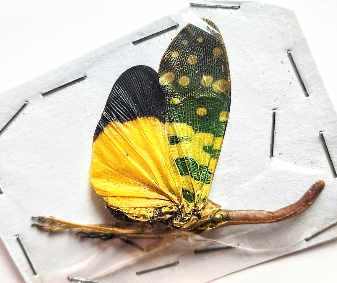 1 A-1 Pyrops Candelaria Green Yellow Real Lantern Fly Entomology - Etsy