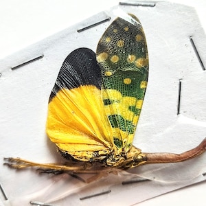 1 A-1 Pyrops Candelaria Green Yellow Real Lantern Fly Entomology - Etsy