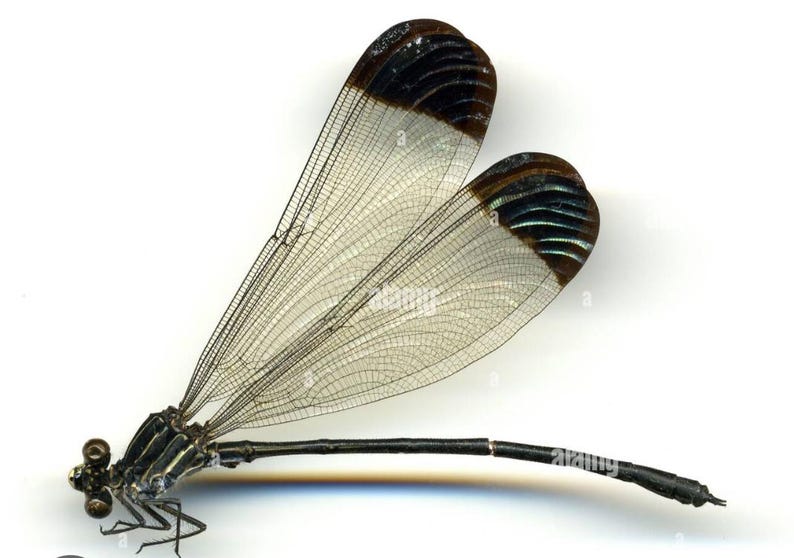 1 A-1 Polythore Terminata Real Damselfly - Etsy