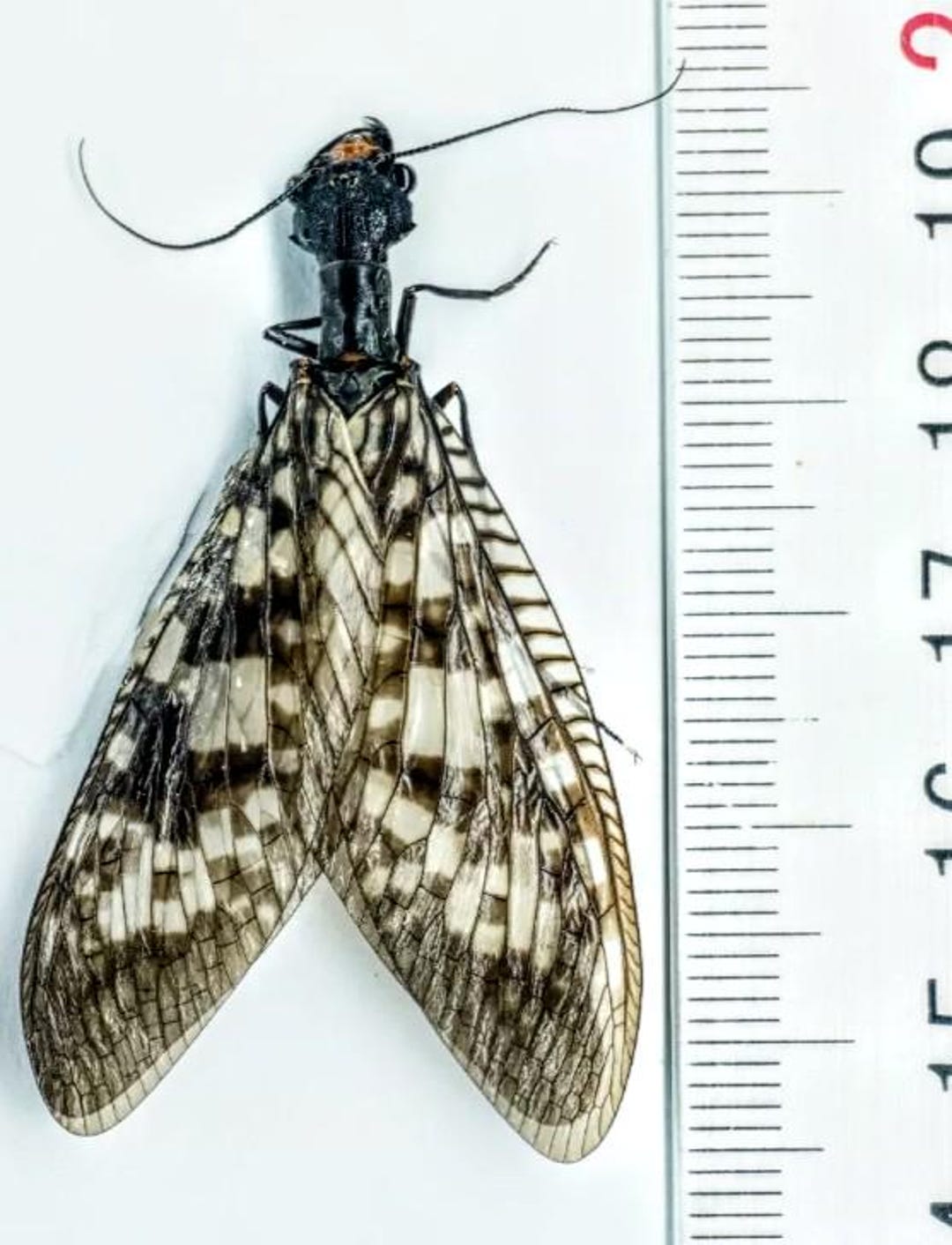 1 A-1 Corydalidae Sp.50mm Vietnam Giant Dobsonfly Female - Etsy