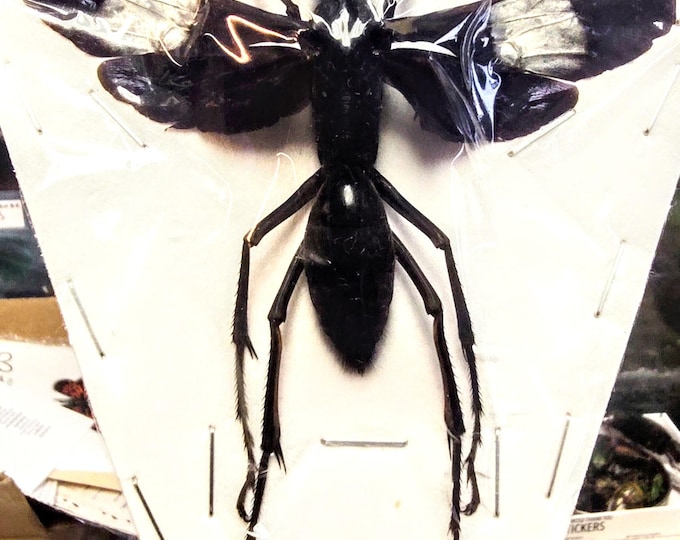 1 A-1, Giant Tarantula Hawk Wasp (hemipepsis Speculifer Diselene)48mm ...