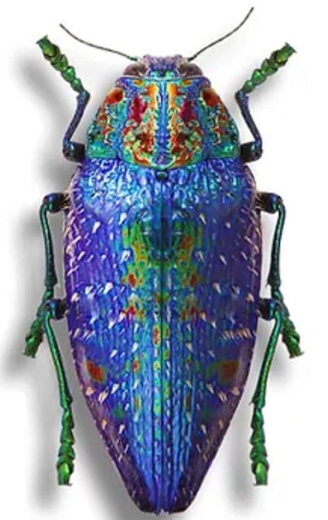 1 A-1 Polybothris Sumptuous Gemma 38mm Jewel Beetle, Unmounted Real ...